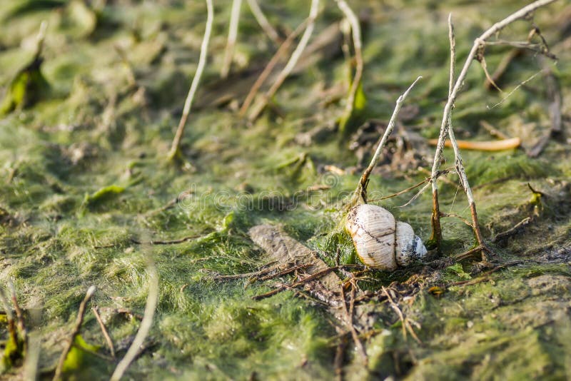 Shellfish River Snail on Grass Stock Image - Image of fresh, oyster ...