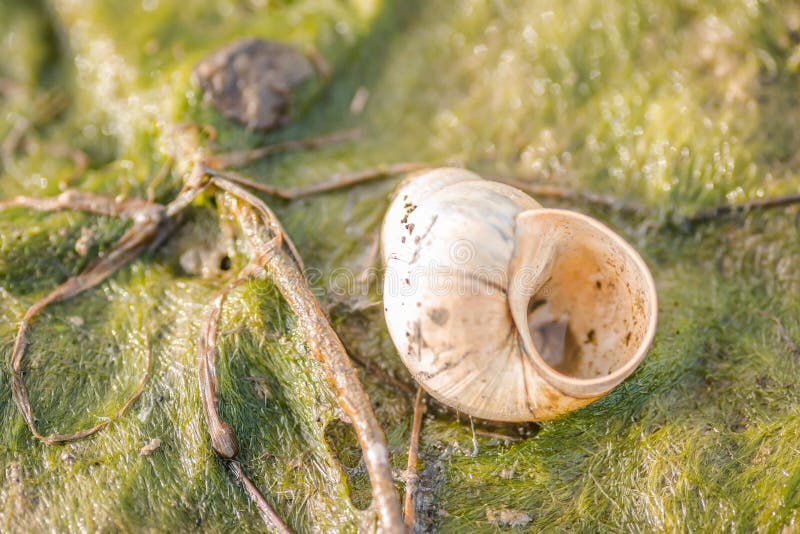Shellfish River Snail on Grass Stock Image - Image of blue, reflection ...