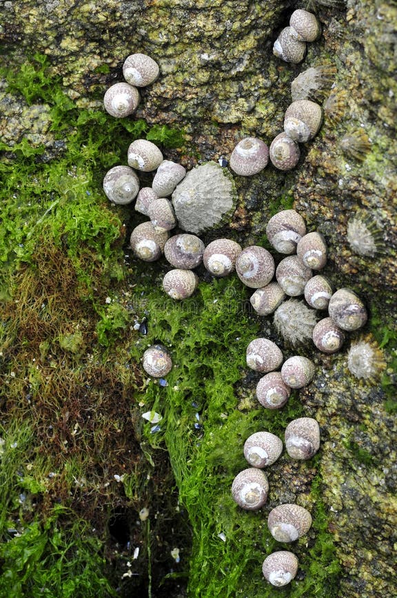 Shellfish on Rock at Low Tide Stock Image - Image of quiberon, mollusk ...