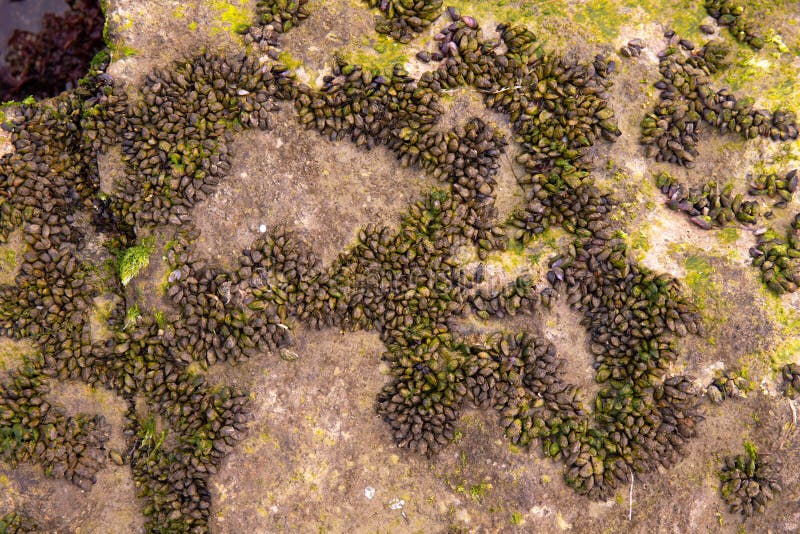 Shellfish on a Rock at Low Tide Stock Image - Image of surf, colony ...