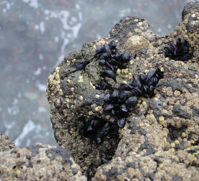 Shellfish on Rock Outcropping Stock Image - Image of scenery ...