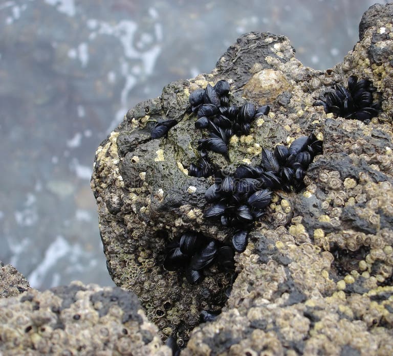 Shellfish on Rock Outcropping Stock Image - Image of scenery ...
