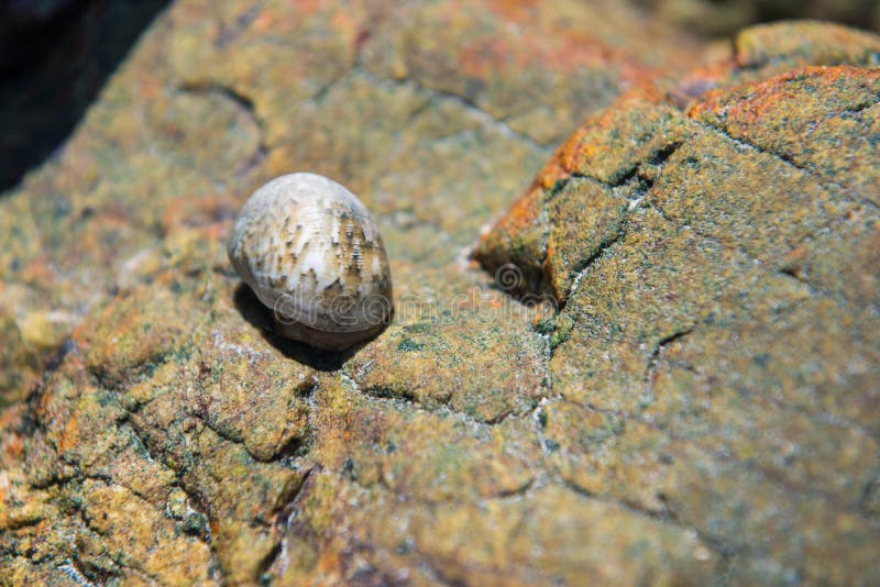 Shellfish on the rocks stock image. Image of closer - 176263633