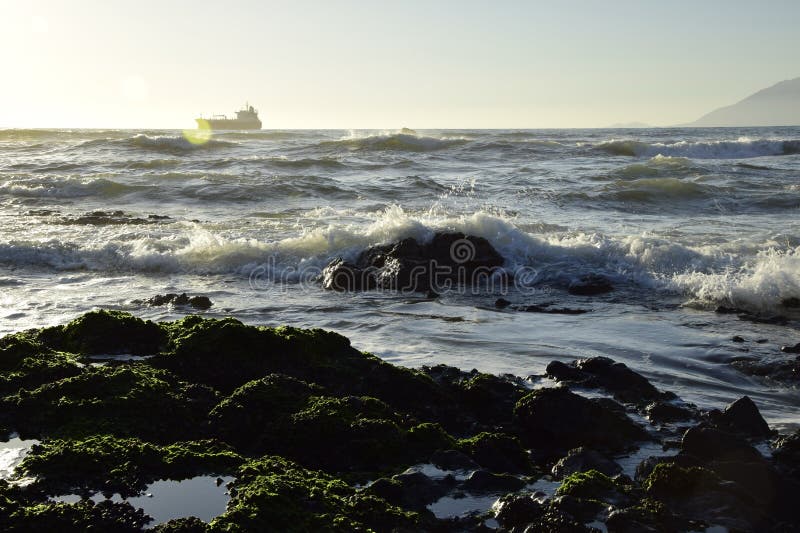 Shellfish on Rocks on the Ocean Coast. Antofagasta, Chile. Stock Image ...
