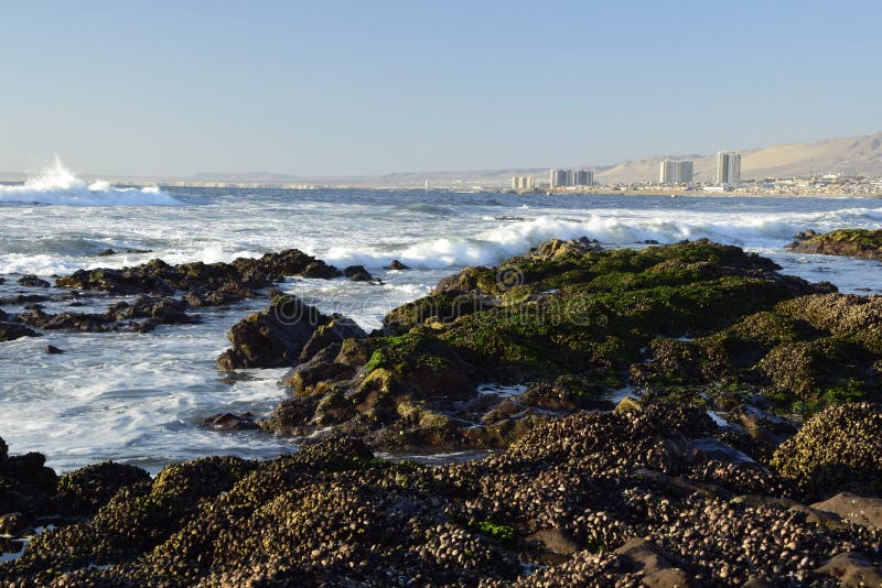 Shellfish on Rocks on the Ocean Coast. Antofagasta, Chile. Stock Image ...