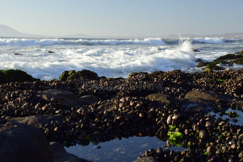 Shellfish on Rocks on the Ocean Coast. Antofagasta, Chile. Stock Image ...