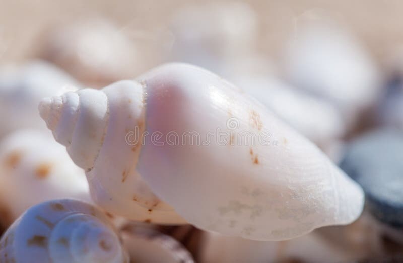 Shellfish on Sand beside Coast Stock Image - Image of seashell ...