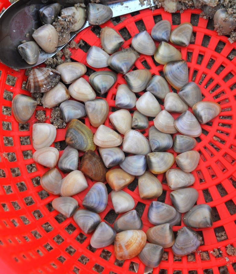 Shellfish Clams on basket stock photo. Image of seafood - 46257632