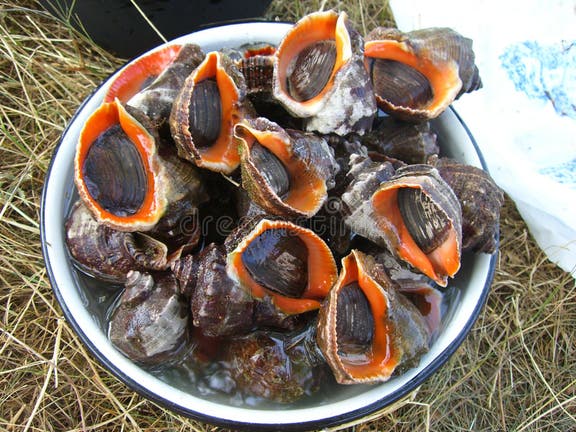 Shellfish from the sea stock photo. Image of insect - 237322830