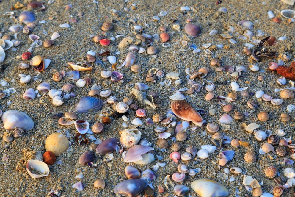 Shellfish at sea beach stock image. Image of shellfish - 64142355