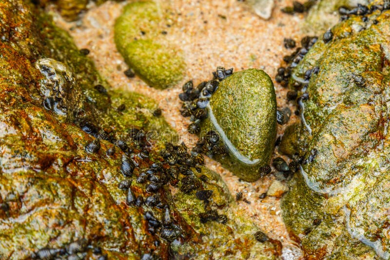 Shellfish at sea beach stock photo. Image of decoration - 64141070