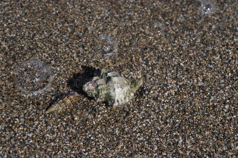 Shellfish on the sea sand stock photo. Image of shell - 183230506