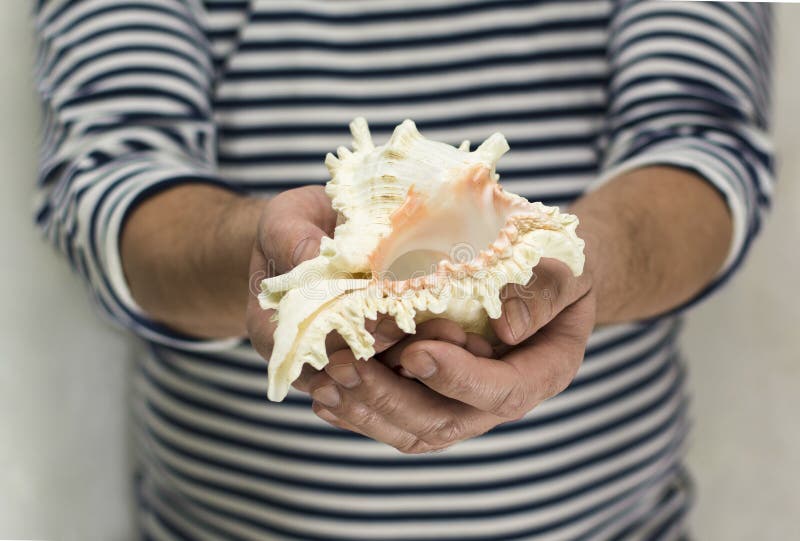 Shellfish stock photo. Image of nature, shell, abstract - 66077226