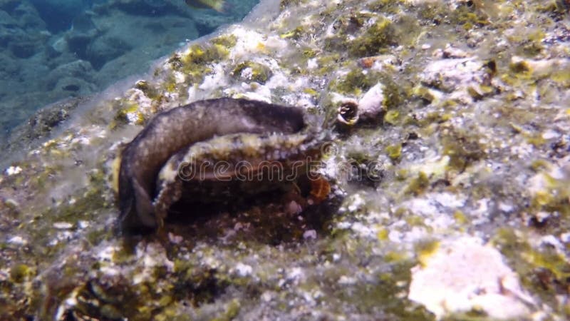 Shellfish Sea Slug on Shell Underwater on Bottom of Volcanic Origin in ...