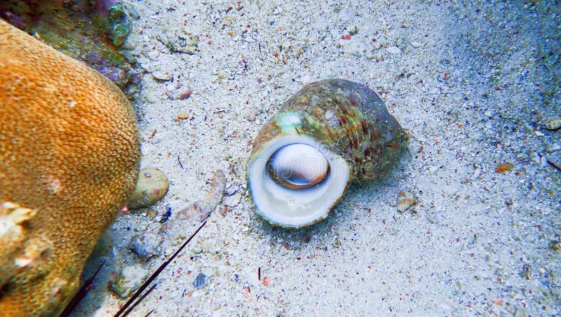 Shellfish on the Seabed in Underwater Stock Image - Image of animal ...