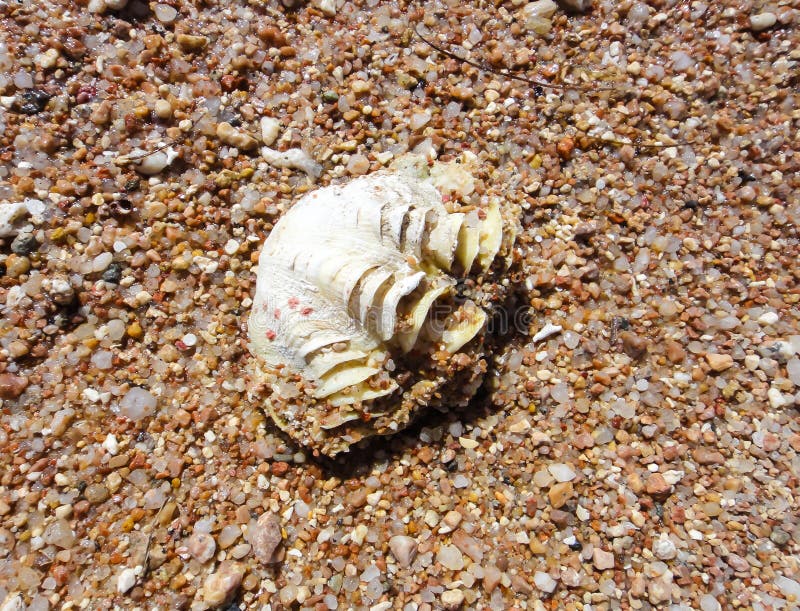 Shellfish stock image. Image of small, shell, sand, color - 67364807