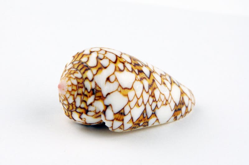 Shellfish Shell stock photo. Image of brown, marine - 124468618