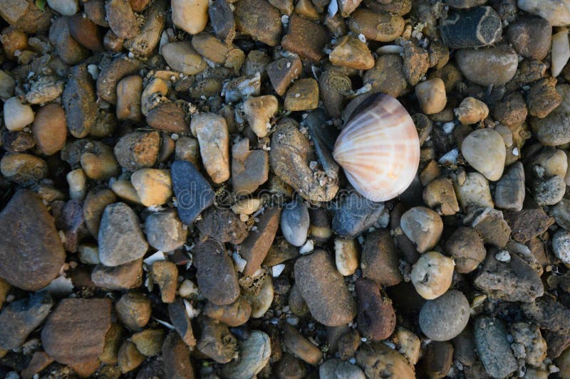 Shellfish and Small Rock on the Beach. Stock Image - Image of small ...