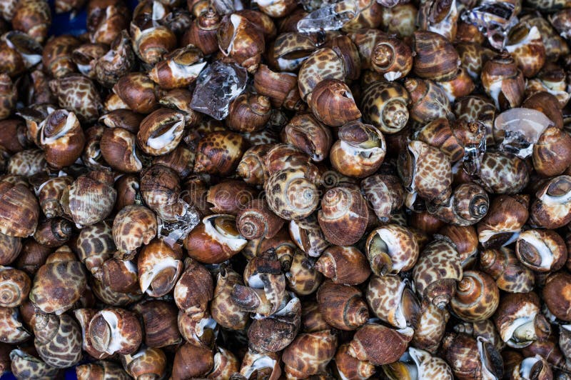 Shellfish stock image. Image of holiday, life, color - 49731565