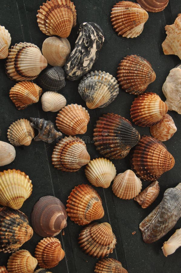 Shellfish, Snails from the Mediterranean Sea on the Beach in Italy ...