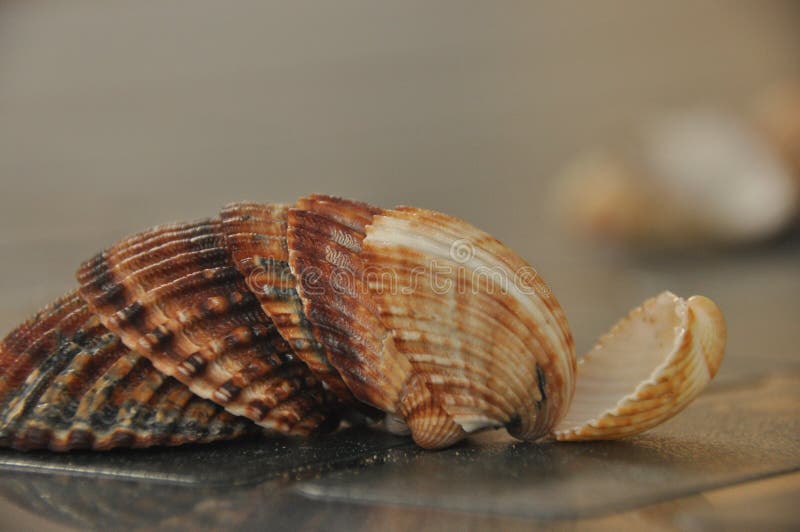 Shellfish, Snails from the Mediterranean Sea on the Beach in Italy ...