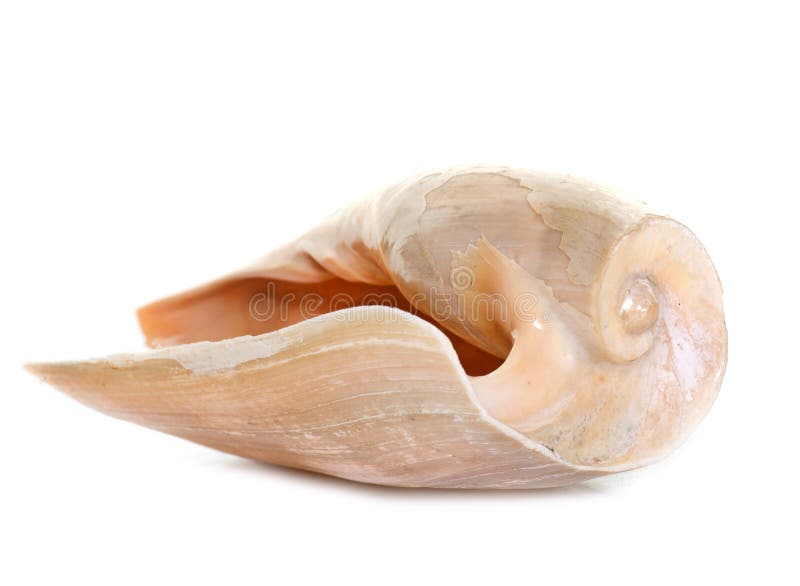 Shellfish in studio stock image. Image of object, nature - 79056113