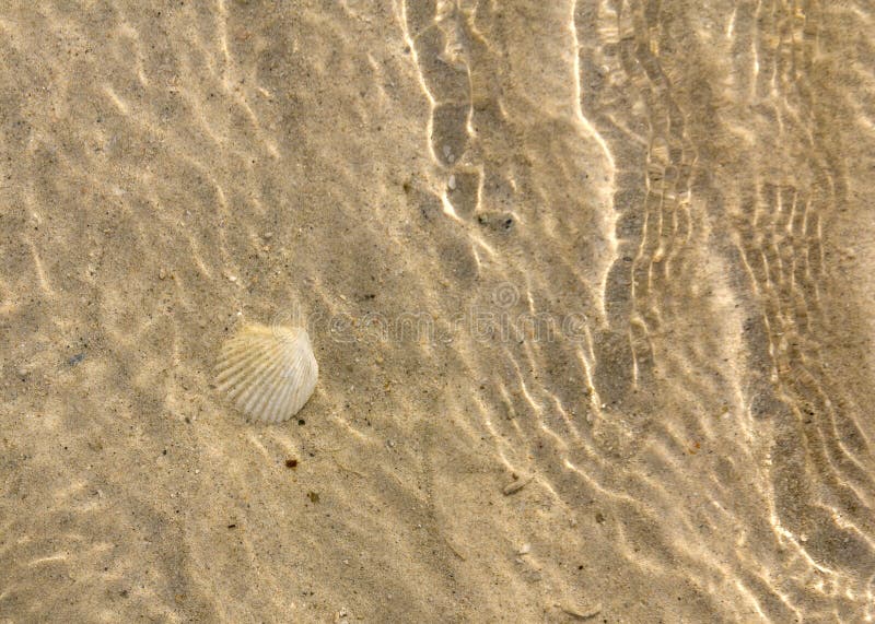 Shellfish underwater stock image. Image of coast, seaside - 30351267