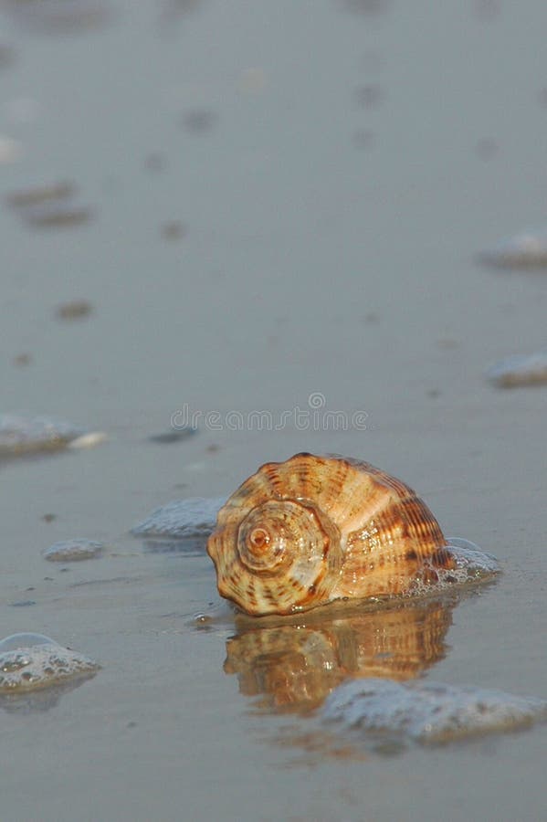 Shellfish Water Picture. Image: 2619388