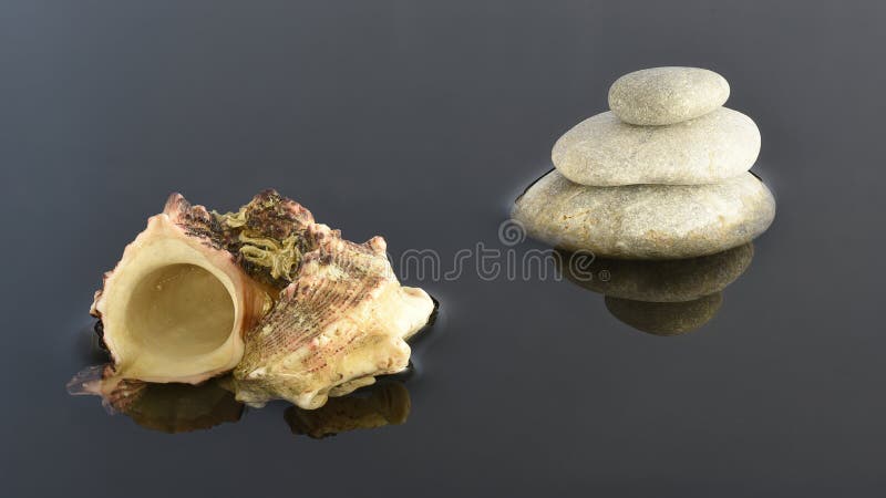 Shellfish in water stock image. Image of nature, relaxation - 68318693