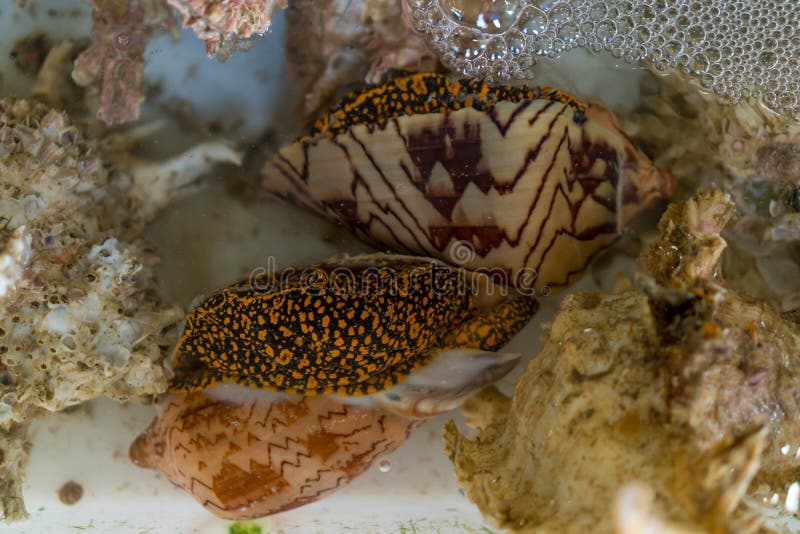 Shellfish in the water stock image. Image of white, water - 88344045