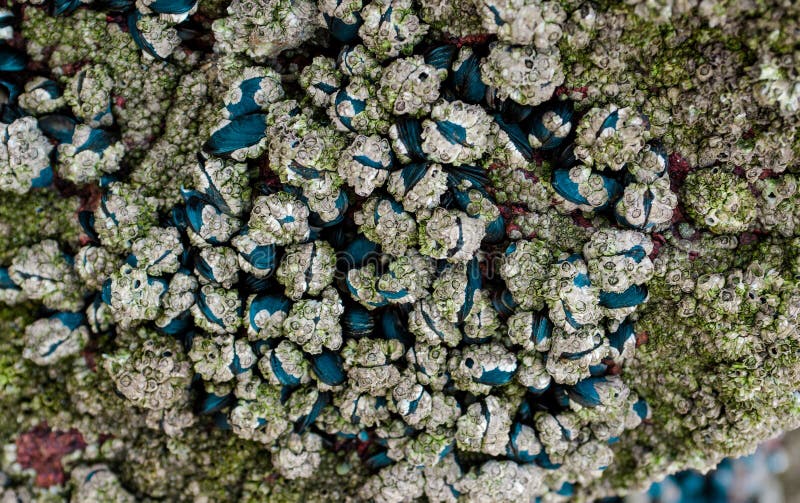 Shellfish on Wave-washed Rocks Stock Image - Image of environment, fish ...