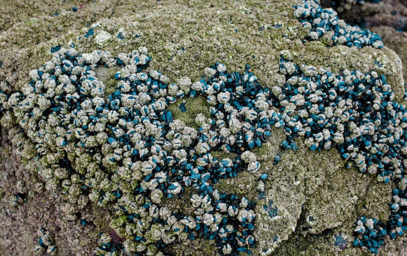 Shellfish on Wave-washed Rocks Stock Photo - Image of ecology, moluscs ...