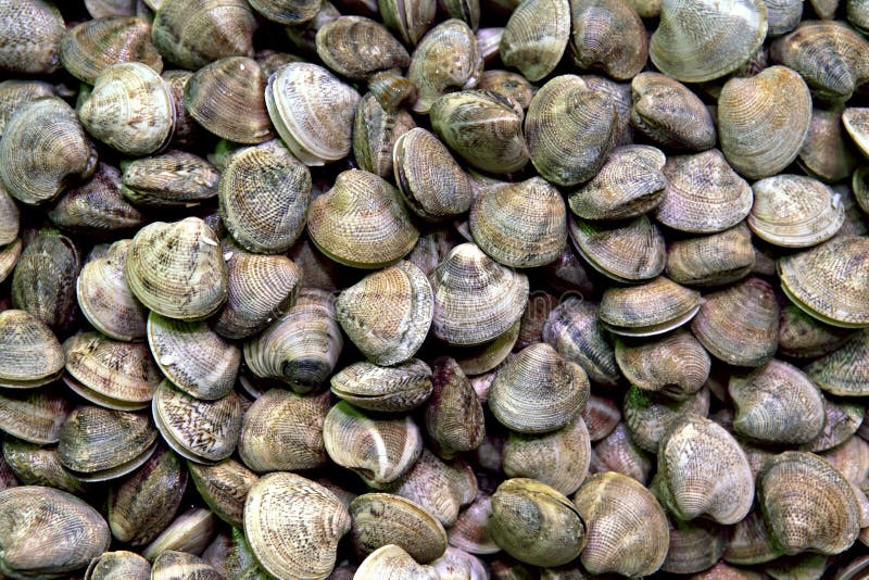 Shellfishes stock photo. Image of bivalve, produce, shell - 24123422