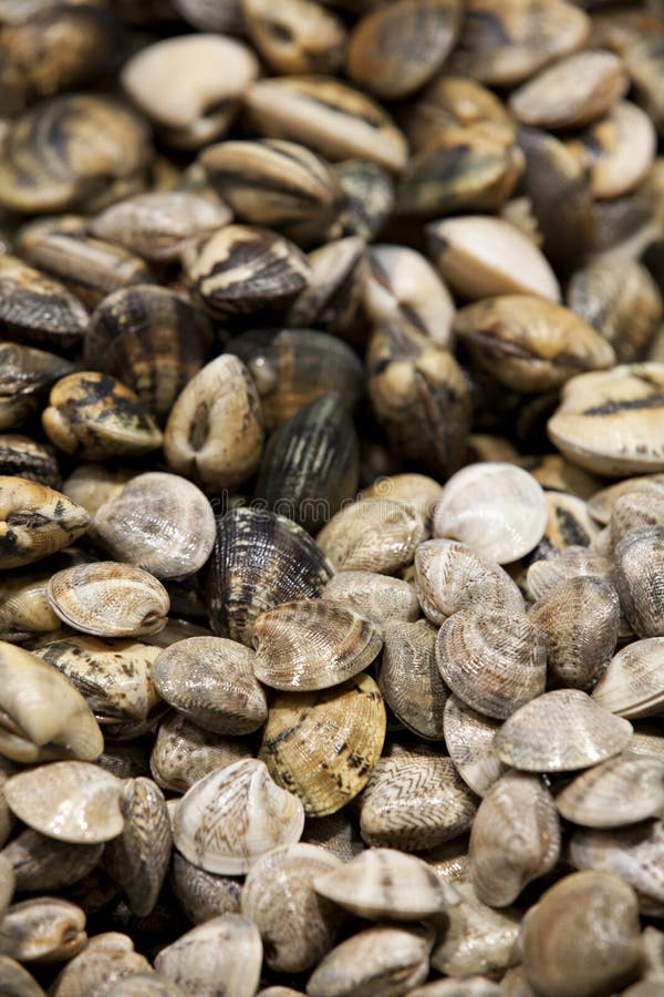 Shellfishes stock image. Image of aquatic, rough, common - 24123457