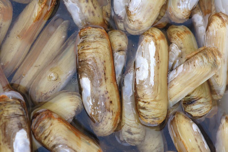 Shellfishes stock photo. Image of fresh, close, conch - 30656752