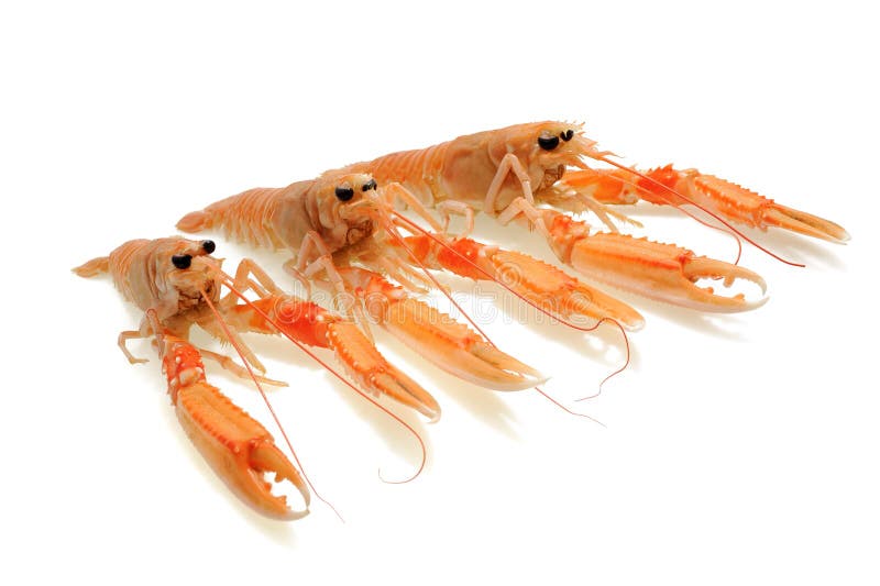 Shellfishes stock photo. Image of lobster, healthy, aquatic - 49864492