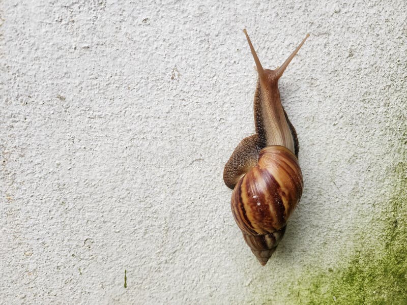 Shellfi Stock Photos - Free & Royalty-Free Stock Photos from Dreamstime