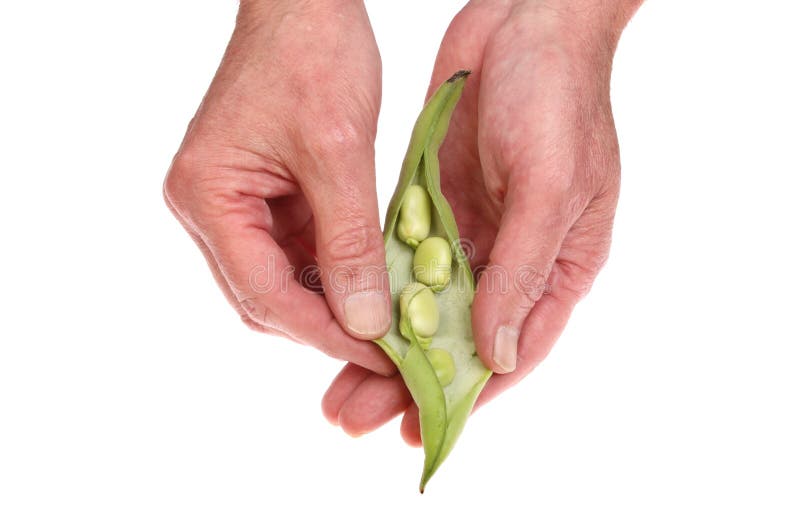 Shelling beans stock photo. Image of isolated, preparation - 42397772