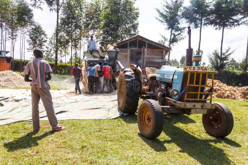 Shelling maize editorial stock image. Image of shelling - 64163824
