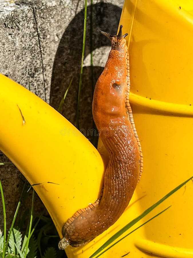 A Shellless Snail Climbing Up a Small Plastic Waterer Stock Image ...
