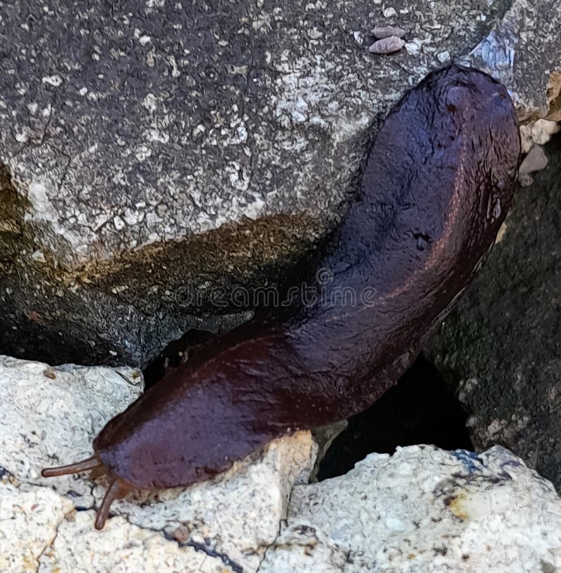 Shellless Snail (laevicaulis Alte) on a Rock Stock Photo - Image of ...