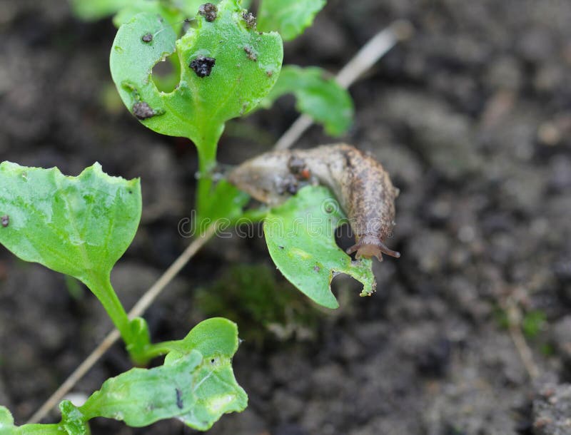 A Shellless Snail, Slug Eating Young Vegetables, Sprouting Radish in ...