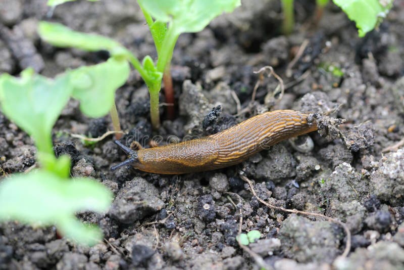 A Shellless Snail, Slug Eating Young Vegetables, Sprouting Radish in ...