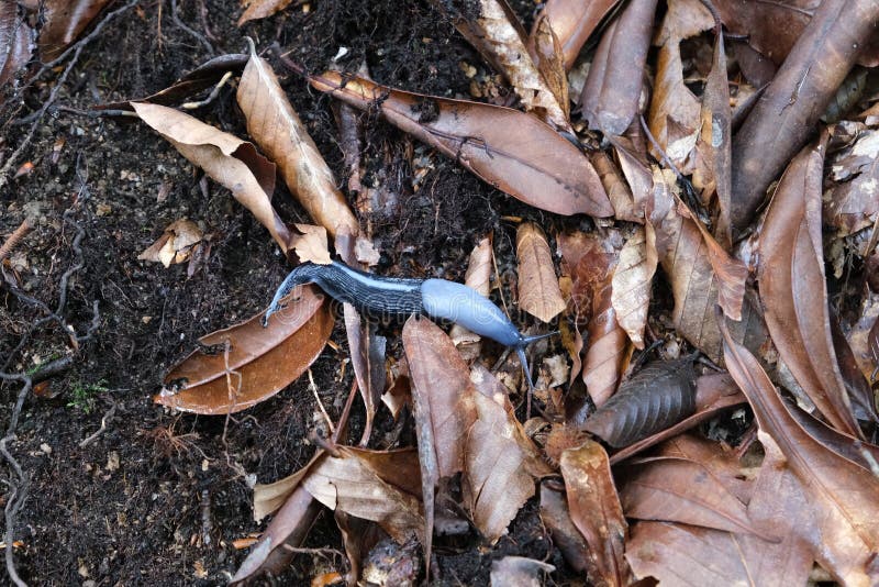 Shellless Snails Stock Photos - Free & Royalty-Free Stock Photos from ...