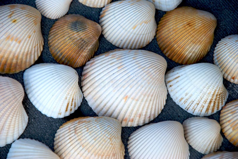 Sea shells stock photo. Image of coast, pearl, mollusk - 2282938
