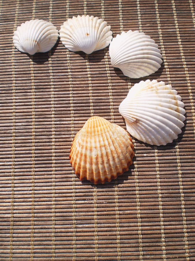 Shells stock image. Image of coast, aquarium, arrangement - 10848025