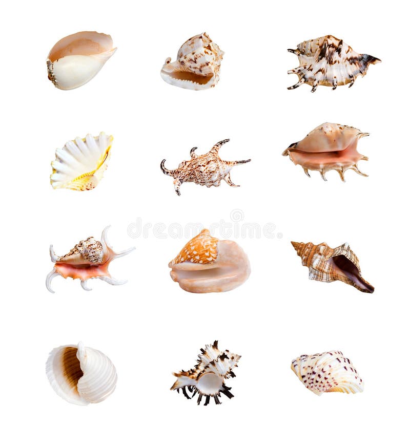 Sea Shells stock photo. Image of gastropod, isolated - 10777084