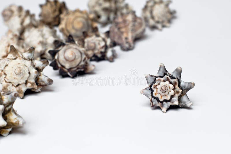 128 Spiky Sea Shell Stock Photos - Free & Royalty-Free Stock Photos ...