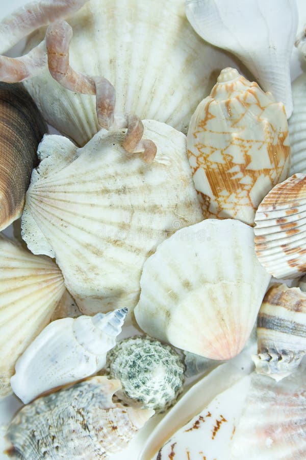Shells. stock photo. Image of unique, curling, pretty - 12592916