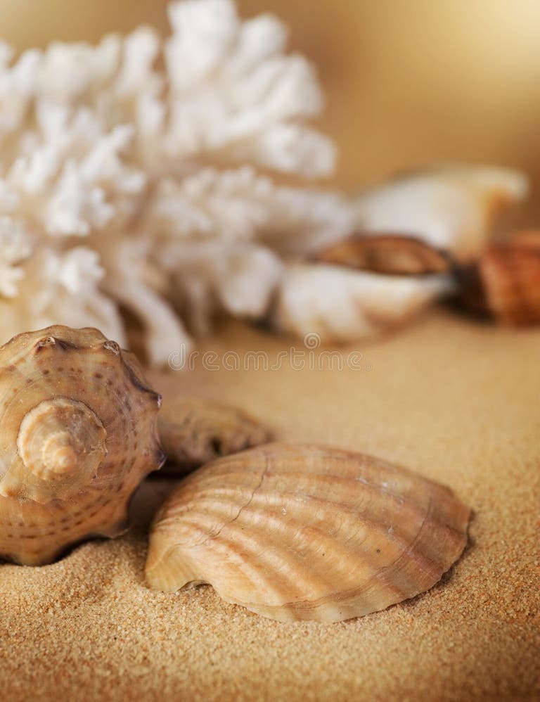 240 Curved Shells Stock Photos - Free & Royalty-Free Stock Photos from ...
